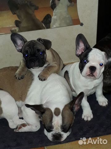 Чудо-французики