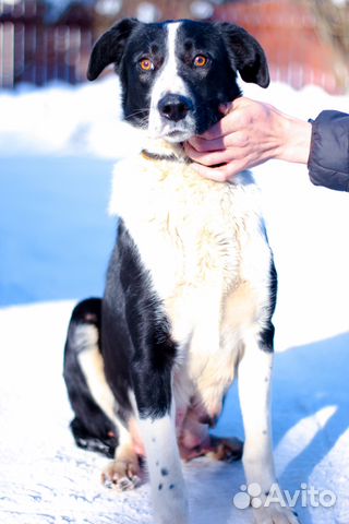 Тилли -мама восьмерых щенков, спасенная с улицы