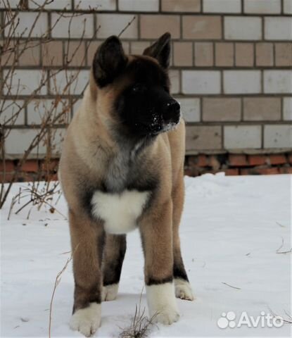 Щенки для шоу и для души