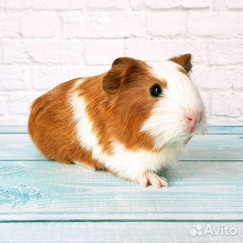 Морские свинки