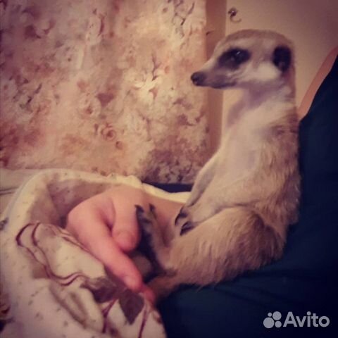 Продам суриката