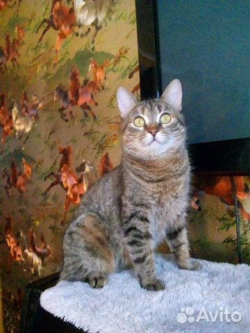 Кошка 10мес метиска бенгалки, стерильная в дар