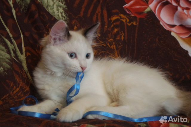 Котёнок Шервуд с Берегов Невы Невский маскарадный