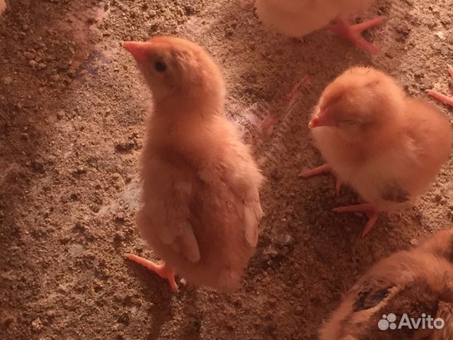 Перепелки Взрослые