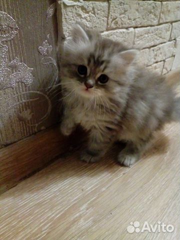 Британский котёнок