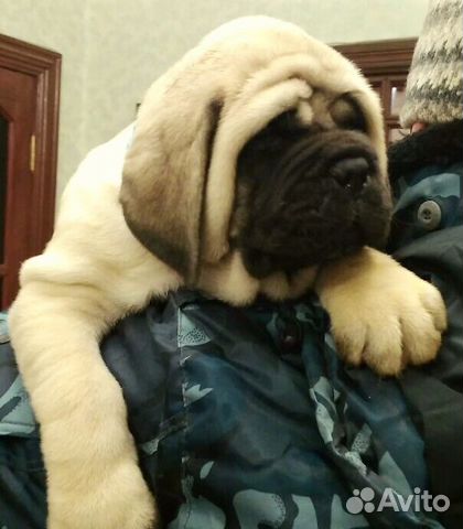 Английский мастиф щенки