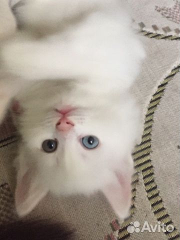 Животные