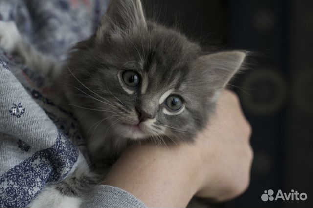 Эрик Картман ищет дом