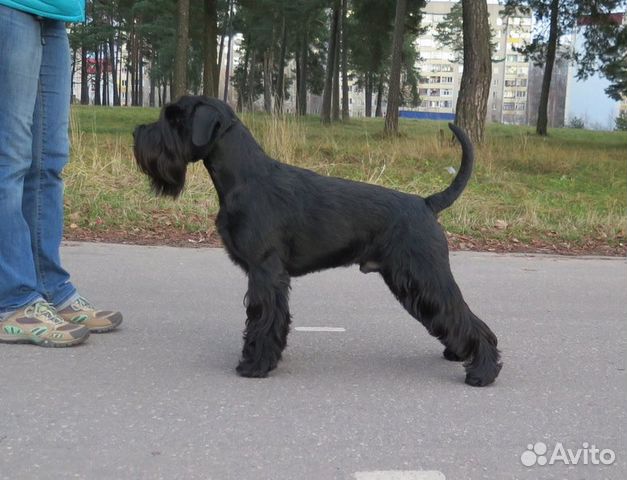 Щенок шнауцера черный