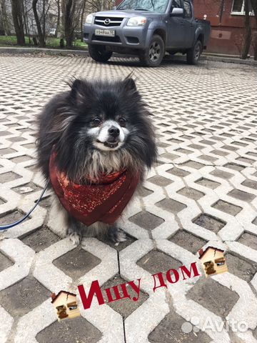 Пушистая чудо-девочка