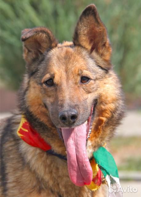 Дынька-умная красавица с добрым сердцем в дар