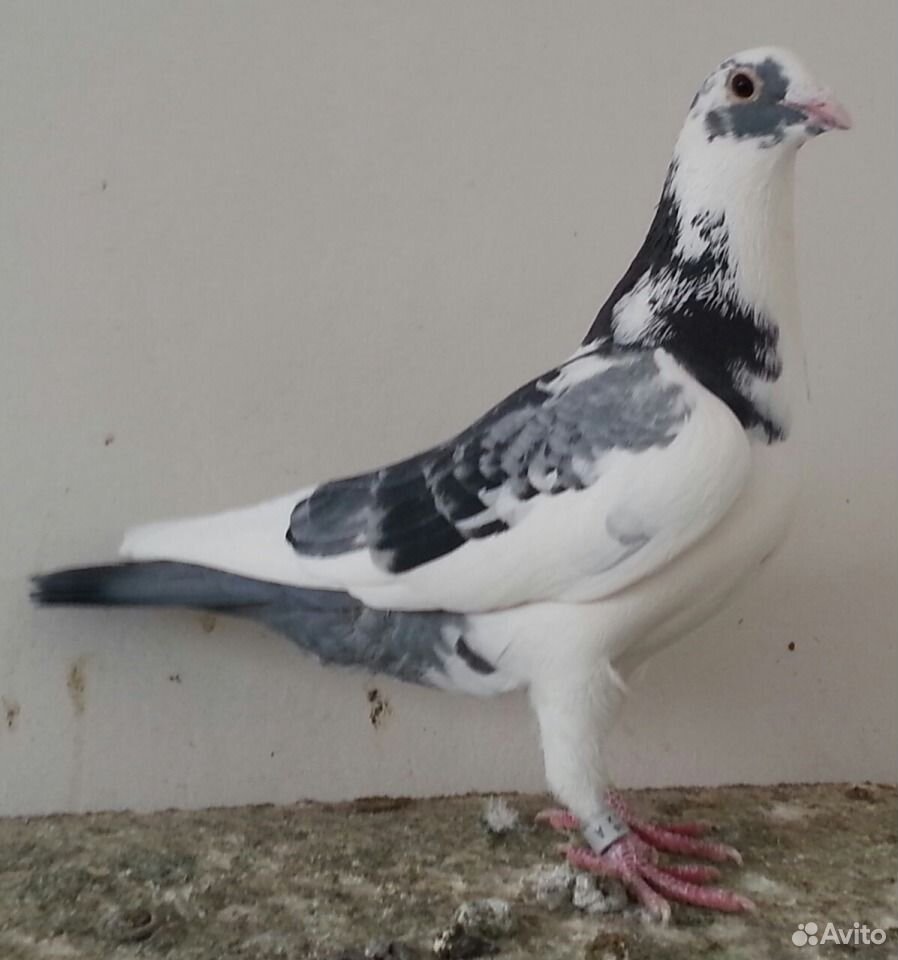 Голуби спортивные кросс Wanroy с Janssen, Aarden