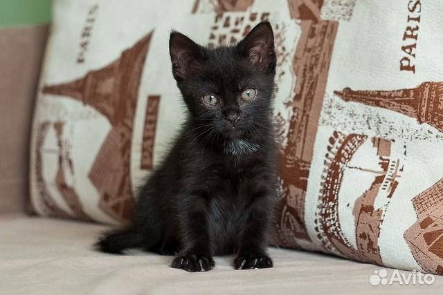 Чёрные котята в дар