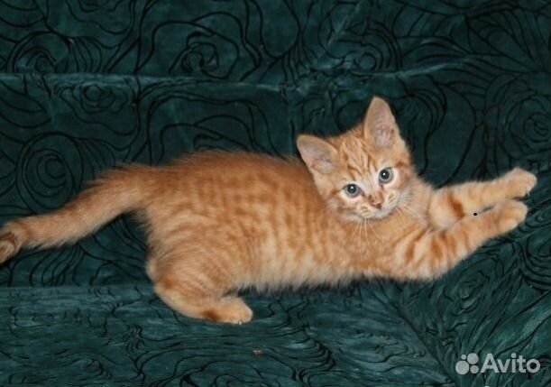 Рыжие, плюшевые котята в добрые руки