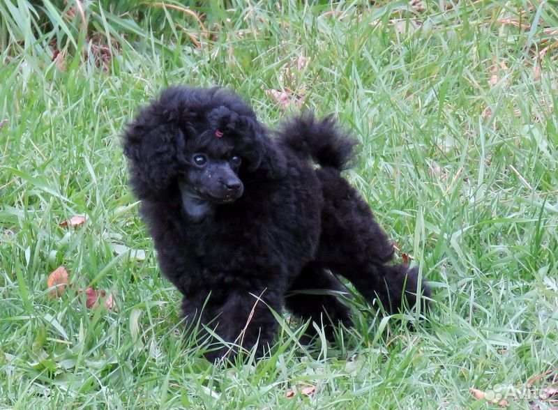 Черные, белые и коричневые щенки мини и той пуделя