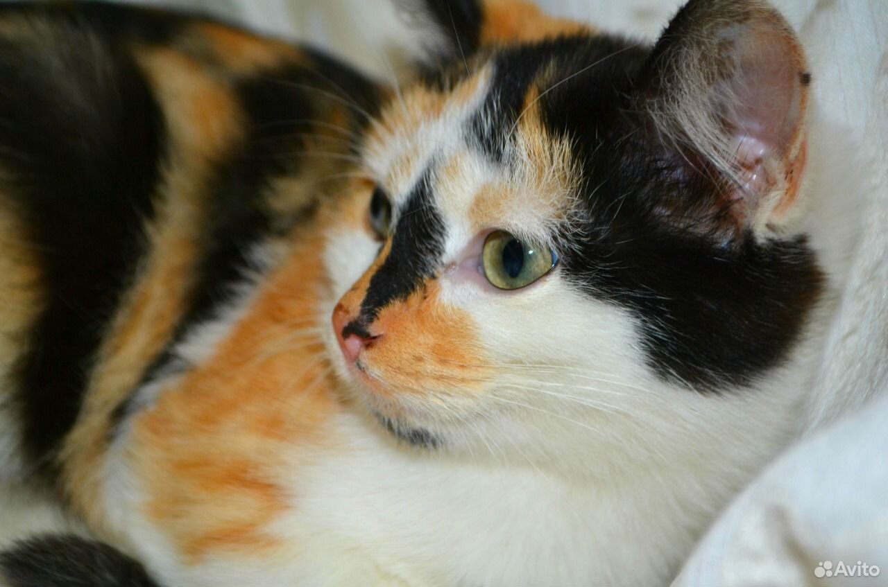 В добрые руки