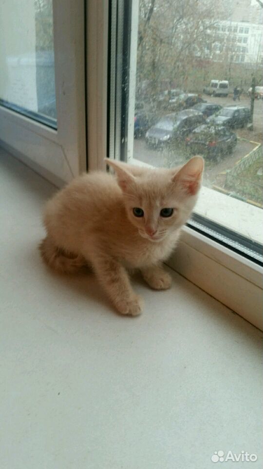 Рыжий 1.5 мес котенок мальчик