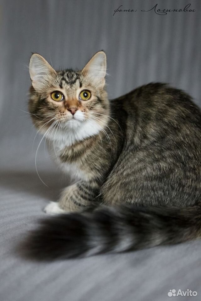 В дар ласковый котёнок-девочка Асти