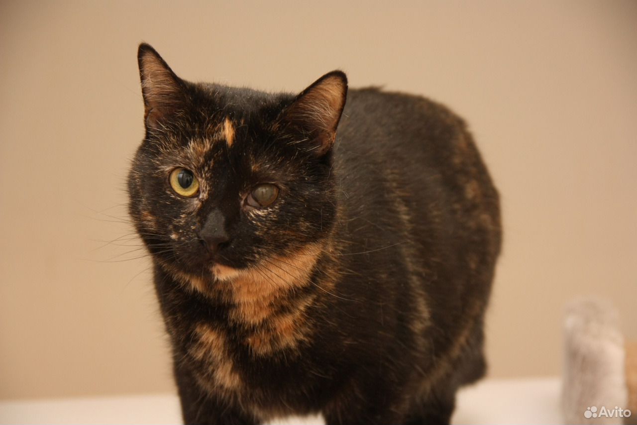 Кошечка Хурма в добрые руки