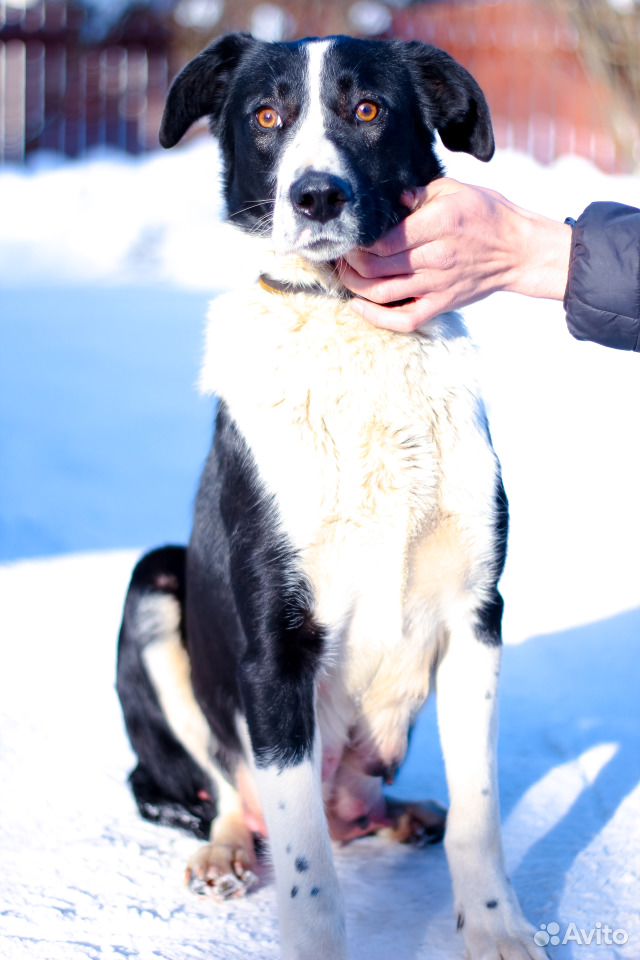 Тилли -мама восьмерых щенков, спасенная с улицы