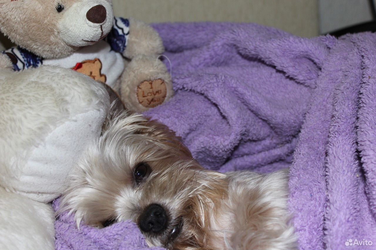 Йоркширский терьер Рокки ищет девочку для вязки