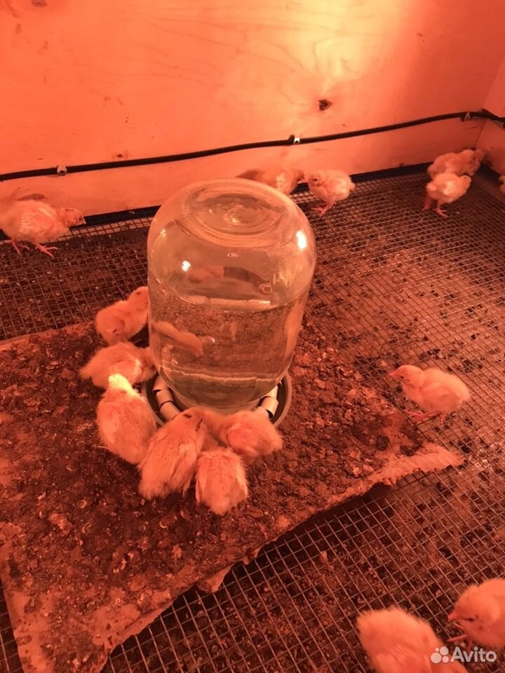 Живой корм для домашних хищников