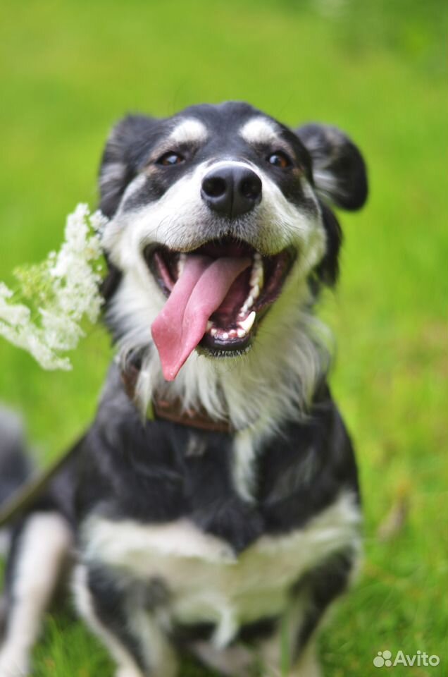 Василиса в добрые ручки