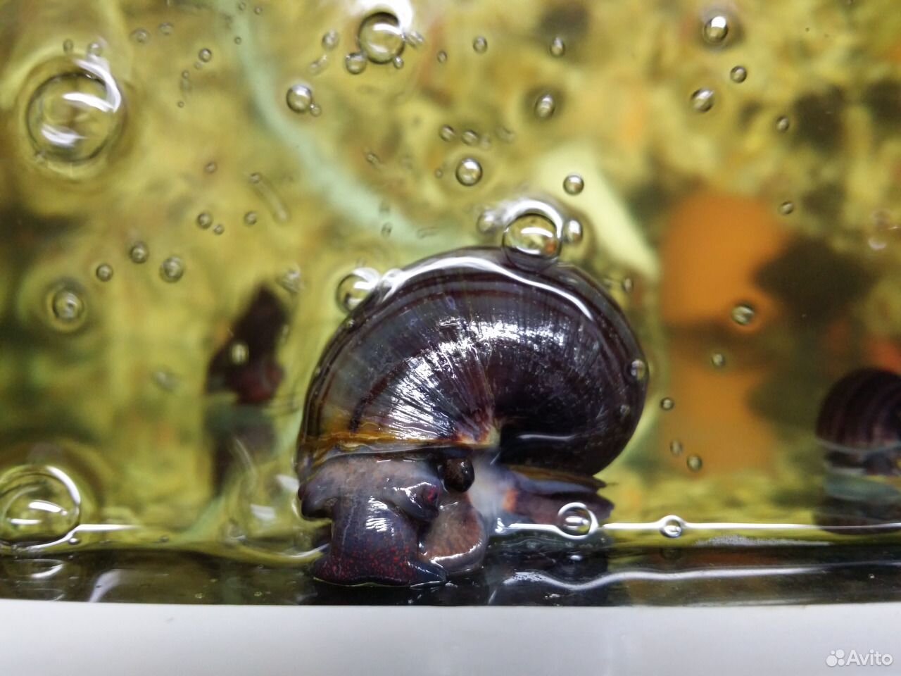 Улитки аквариумные ампулярии черничные