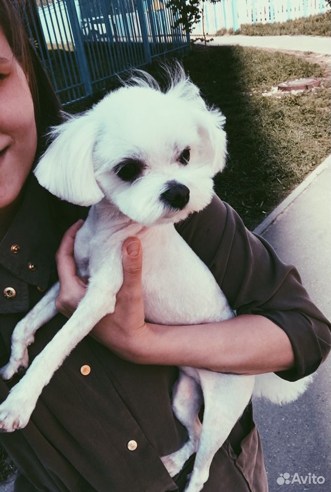 Мальтезе ищет даму