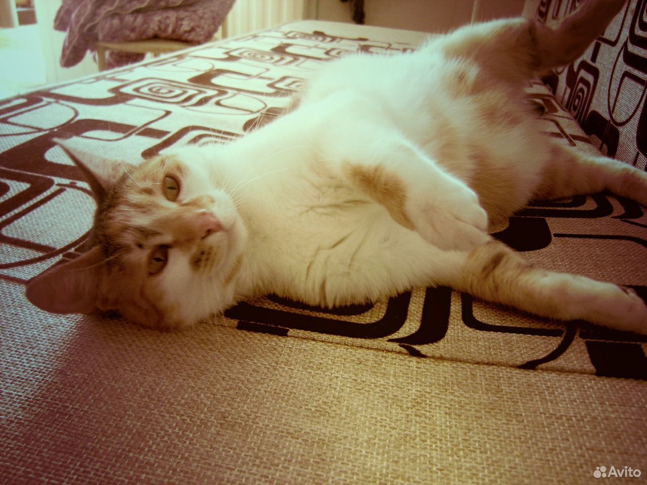 Ваша кошка Мята ищет дом