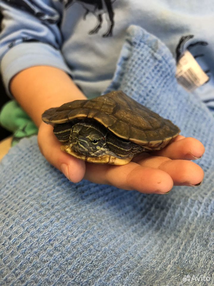 Морская черепашка+ аквариум