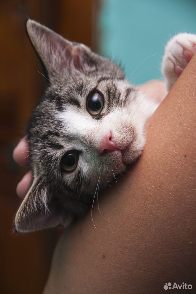 Котенок с хорошим характером и изящной внешностью