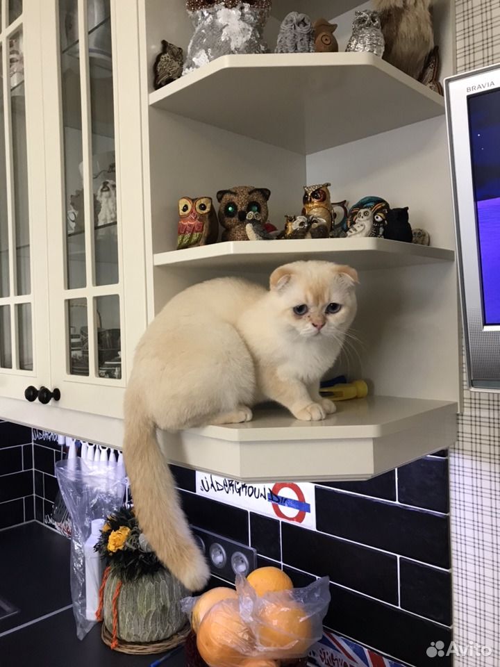 Шотландский кот вислоухий