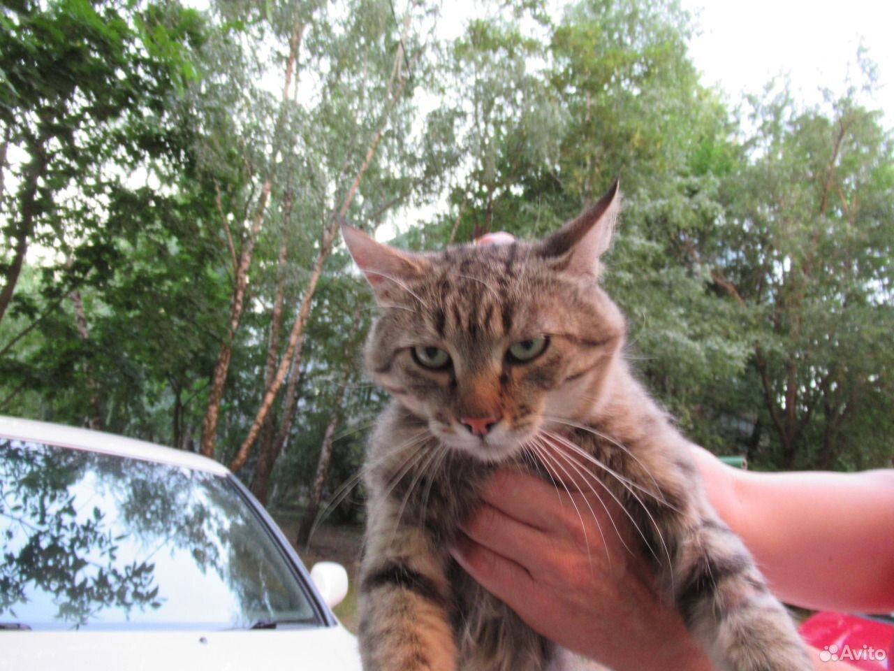 Котик взрослый ищет хозяев