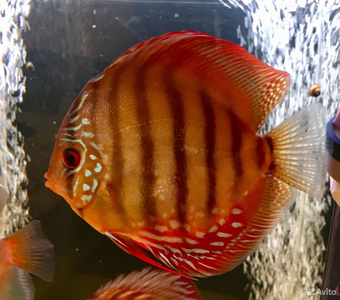 Дискус 6 месяцев 13-14 см продажа/обмен