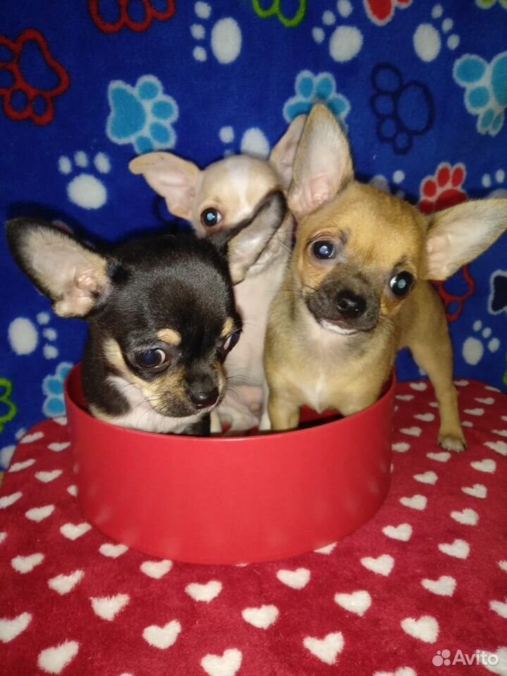 Щеночки чихуахуа 3 девочки и 3 мальчика