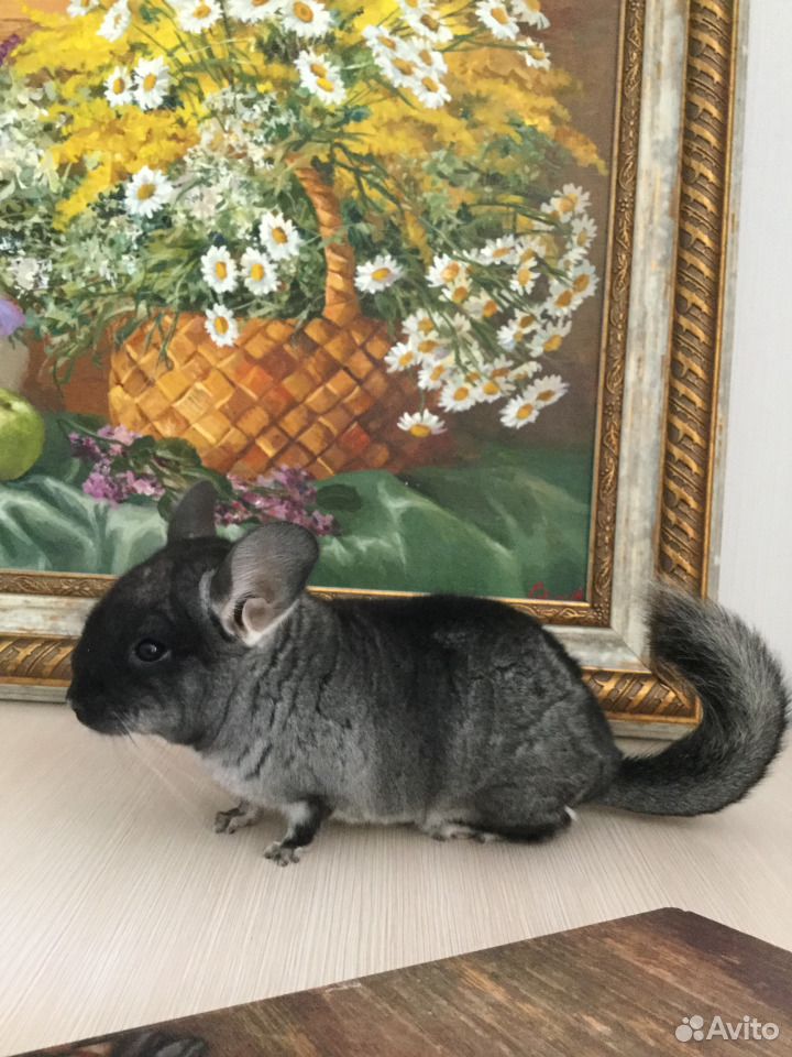 Шиншилла девочка Чёрный Бархат