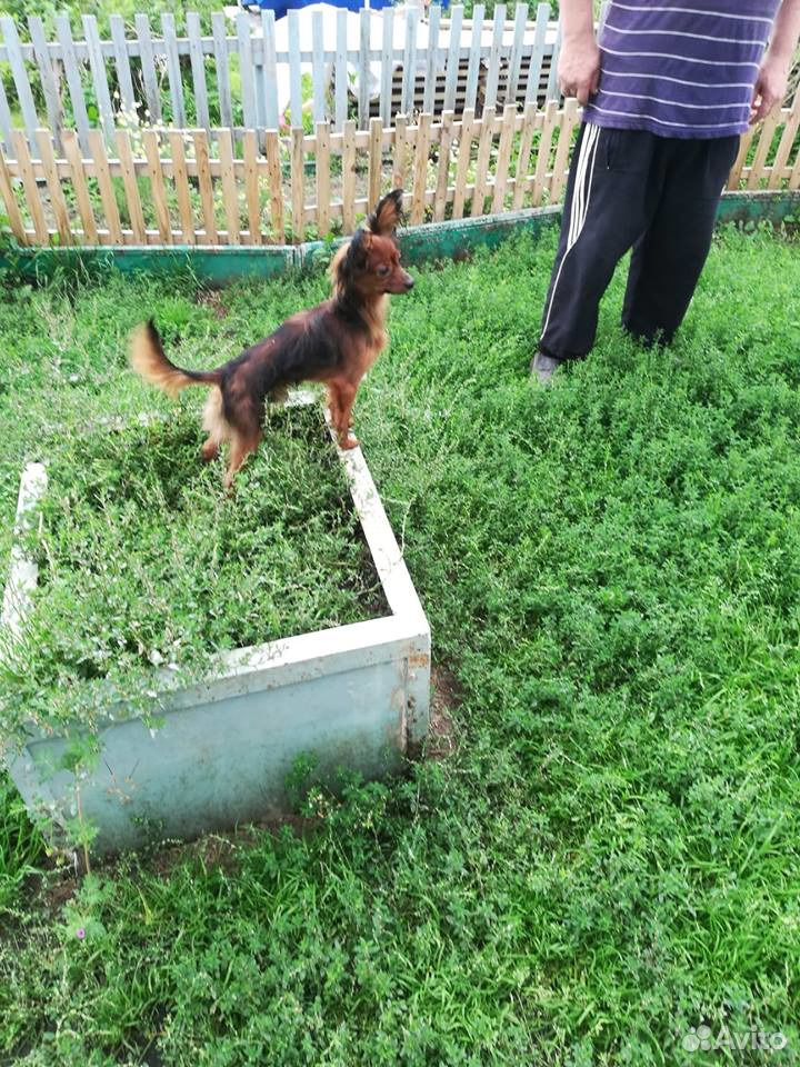 Русский длинношерстный тойчик