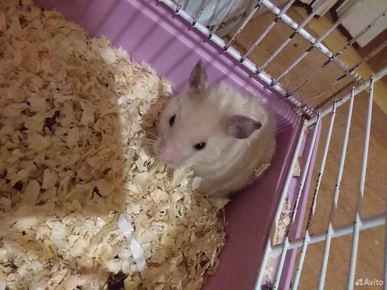 Сирийский хомяк