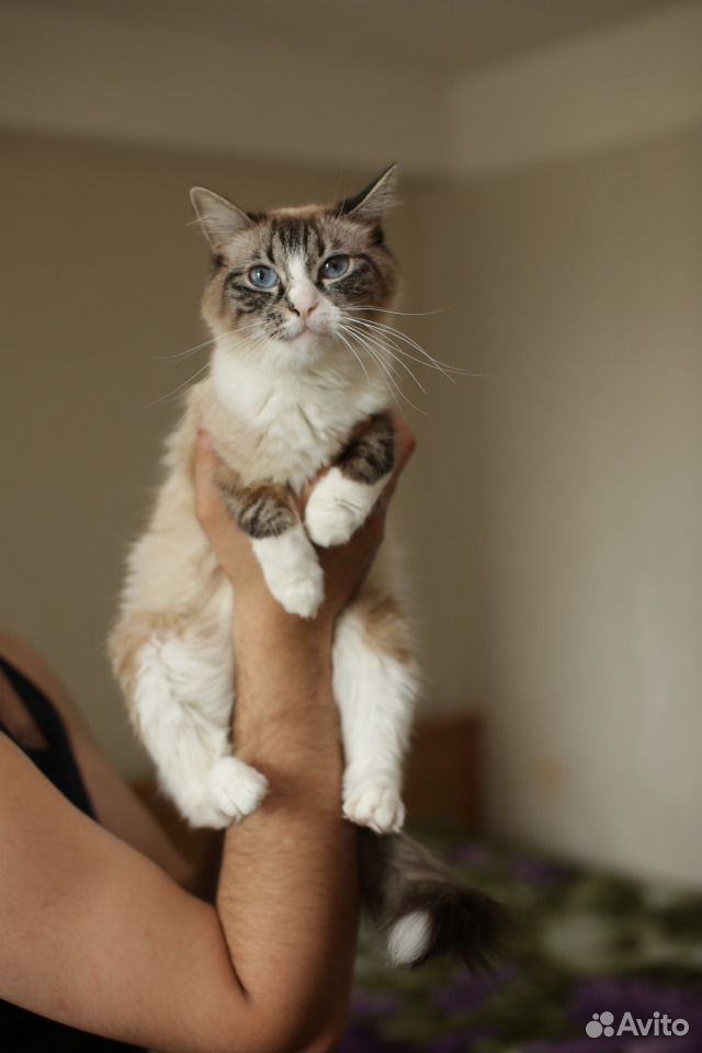 Ручные котята породы Священная Бирма (девочки)