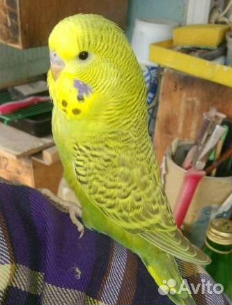 Получех говорящий