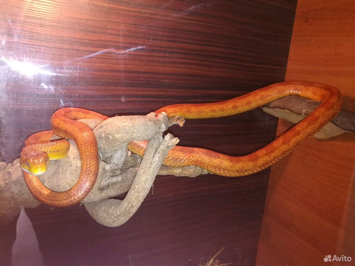 Полоз Алена Роса