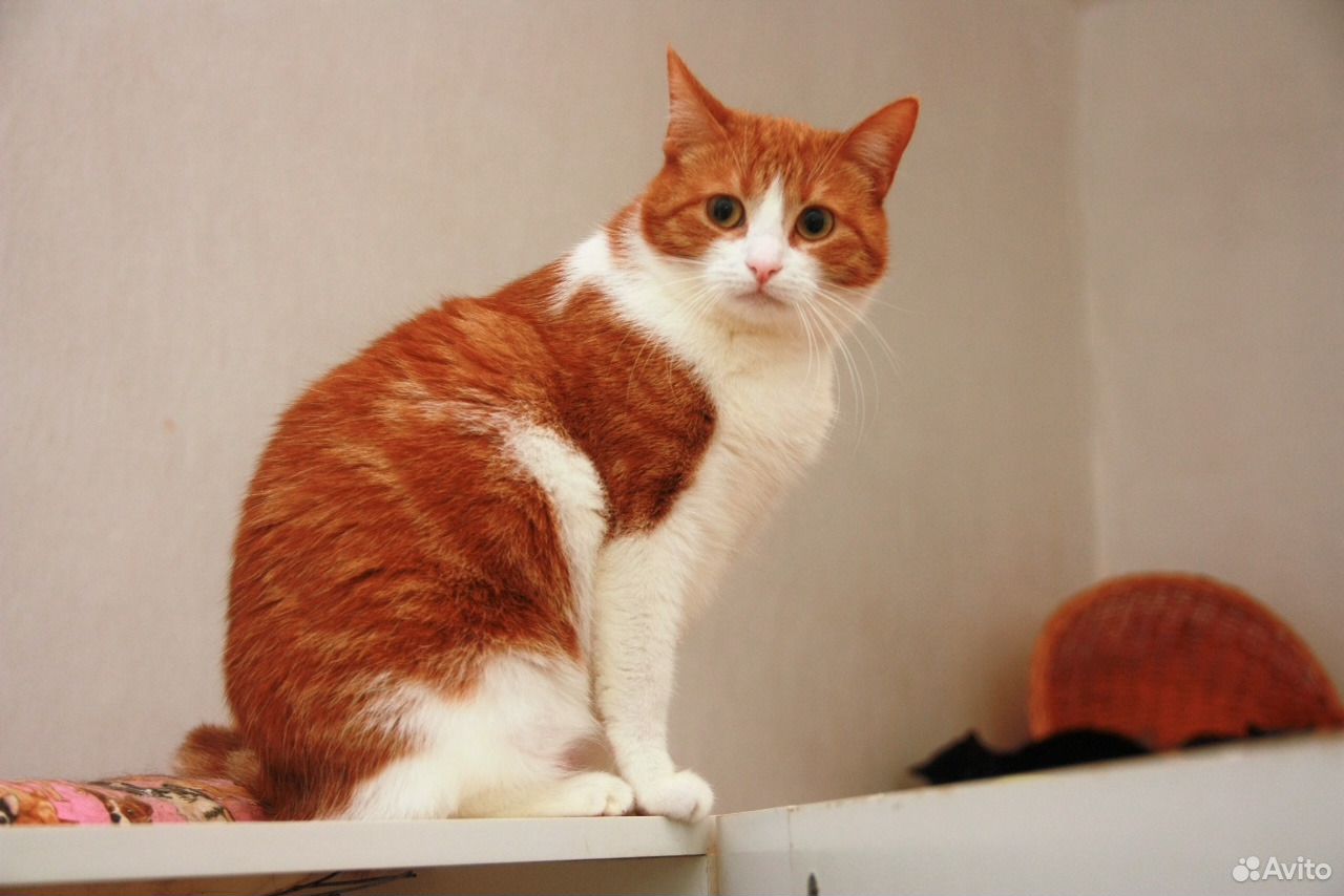 Солнечная Сафи в добрые руки