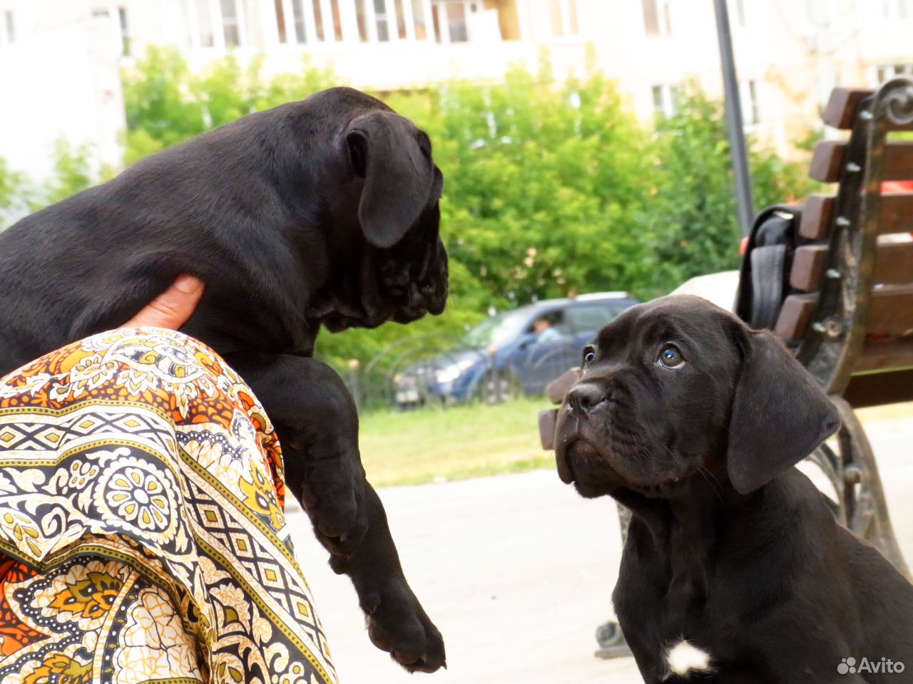 Черные мальчишки кане корсо