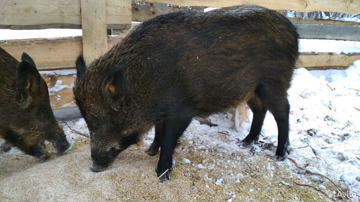 Продаются дикие кабаны (секачи)