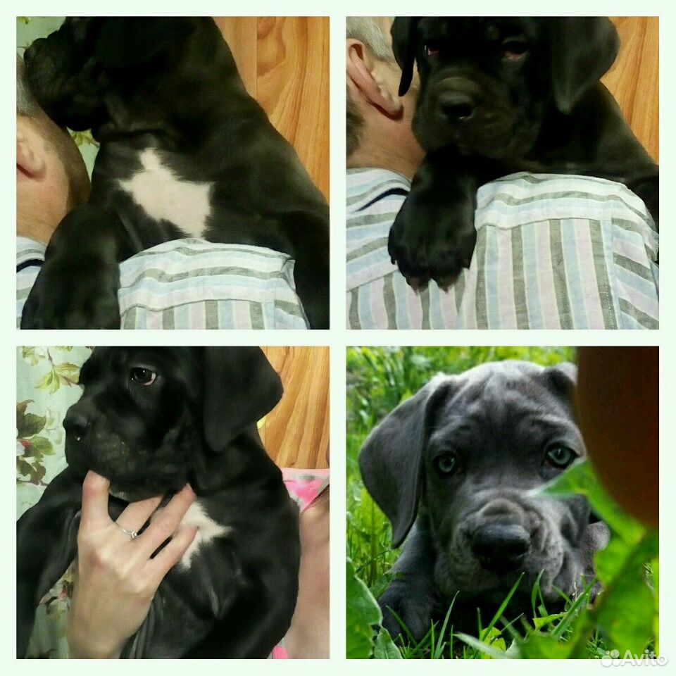 Красивые крепкие малыши