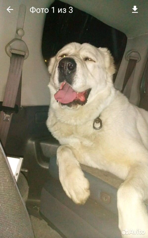 Вязка Алабай сао мальчик