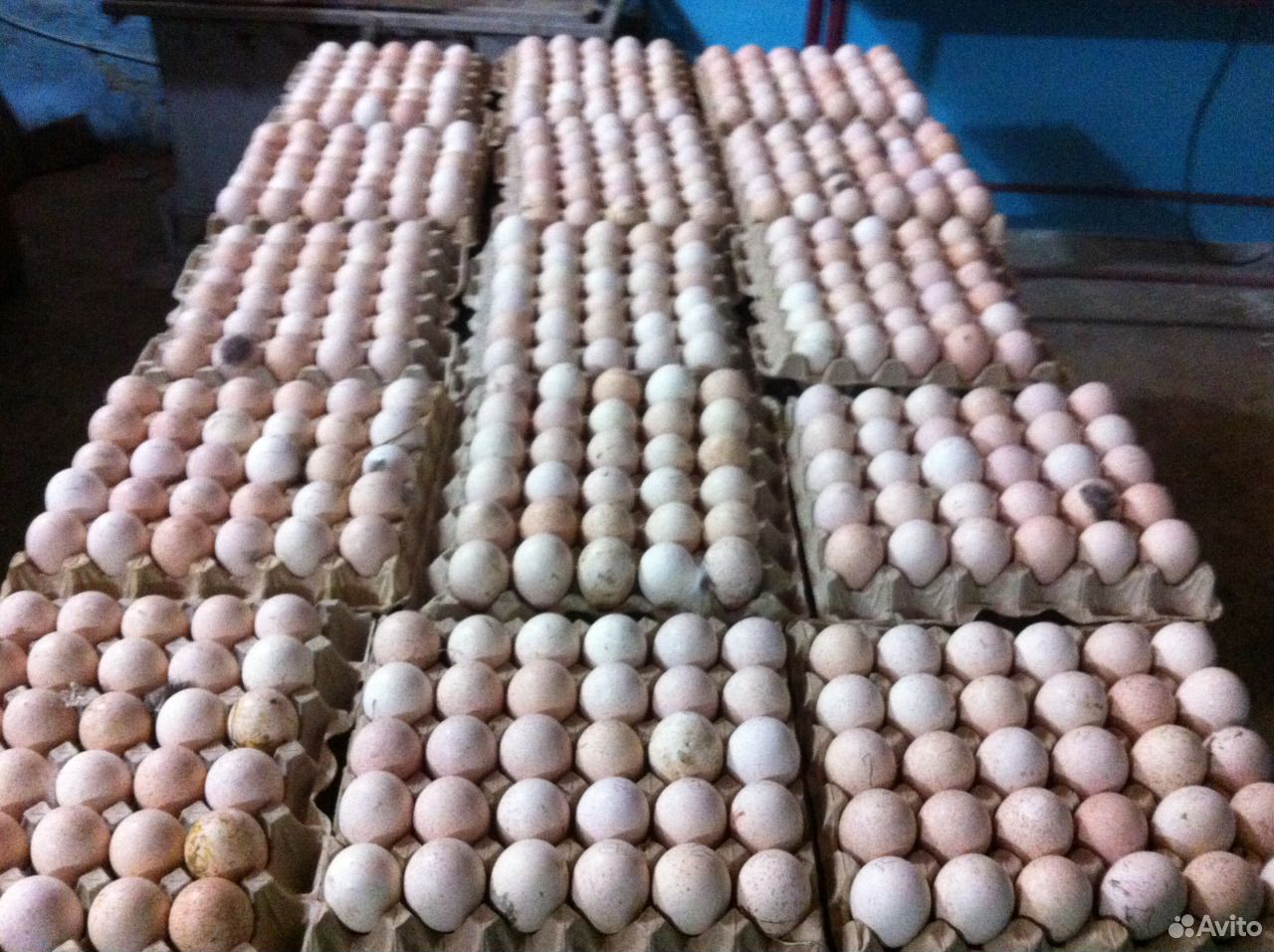 Яйцо домашнее индюшиное