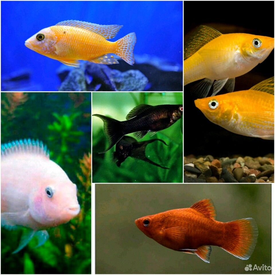 Продаём рыбок