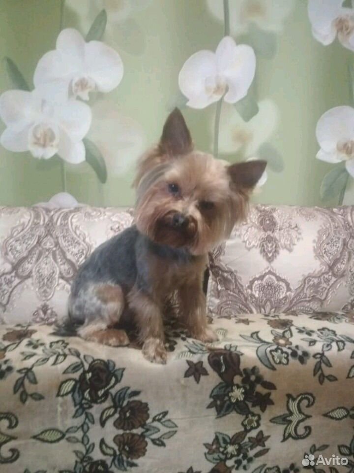 Йорк ищет девочку для вязки